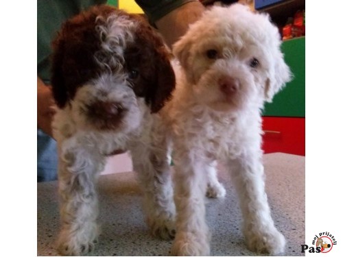 LAGOTTO ROMAGNOLO