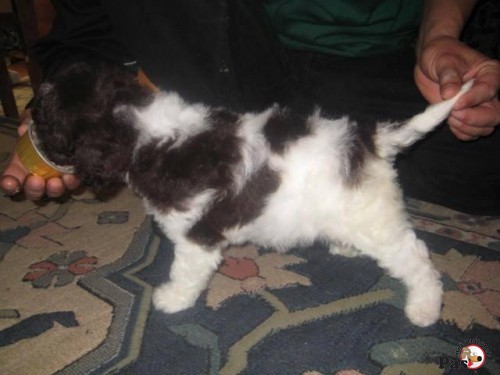 LAGOTTO ROMAGNOLO