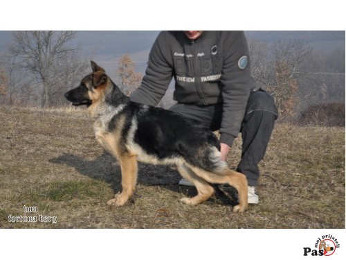 Nemački ovčar