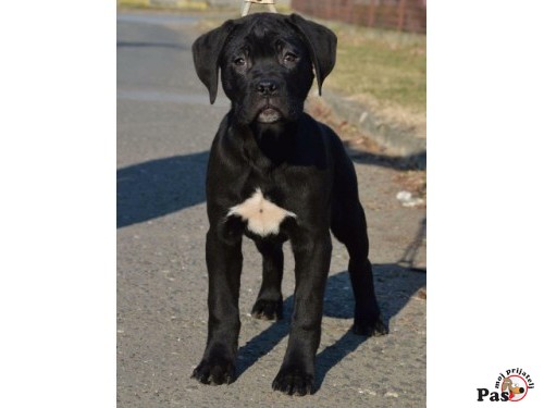 Cane Corso