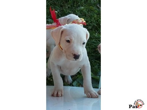 Dogo argentino