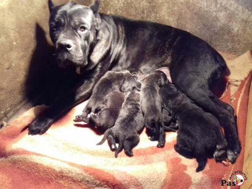 Cane Corso