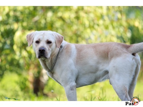 Labrador retriver