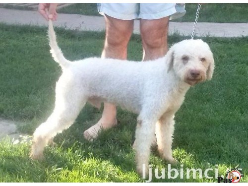 LAGOTTO ROMAGNOLO