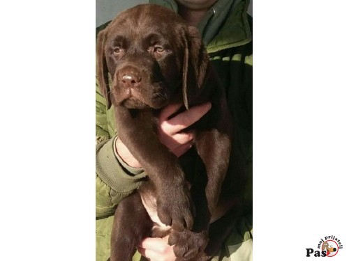 Labrador retriver