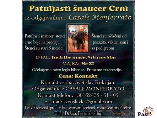 Patuljasti šnaucer