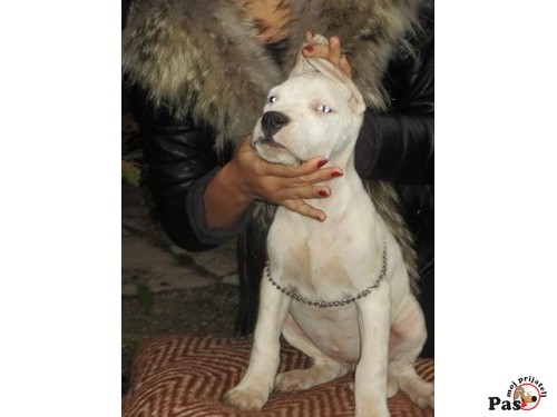 Dogo argentino