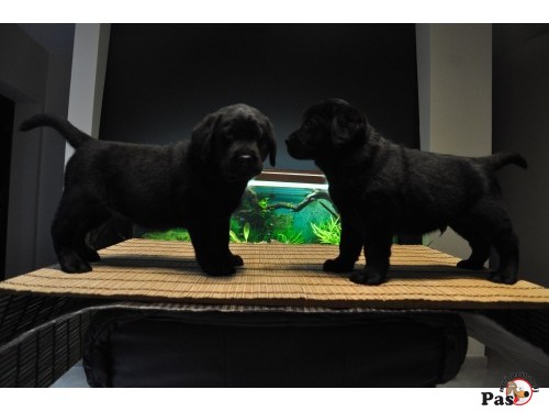 Labrador retriver