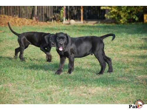 Cane Corso