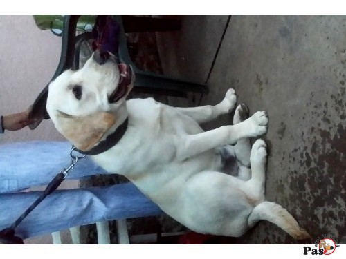 Labrador retriver