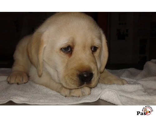 Labrador retriver