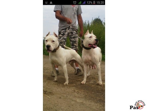 Dogo argentino