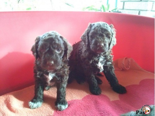 LAGOTTO ROMAGNOLO