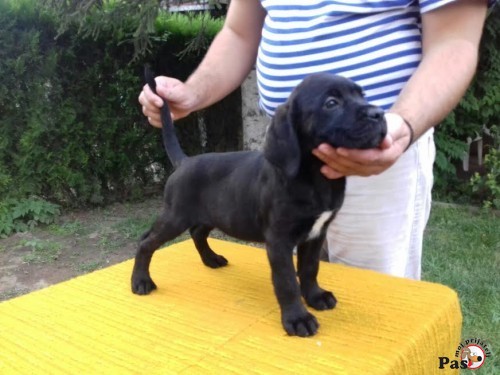 Cane Corso