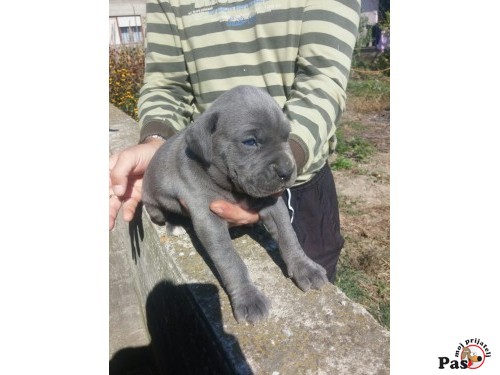 Cane Corso