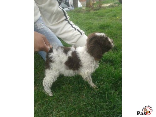 LAGOTTO ROMAGNOLO