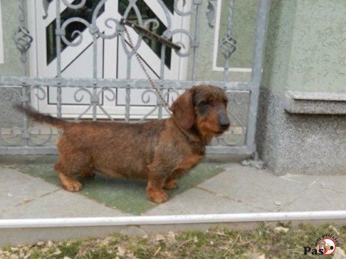 Jazavičar oštrodlaki - Dachshund