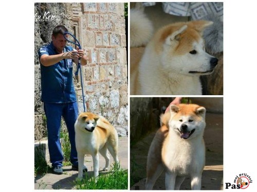 Akita Inu