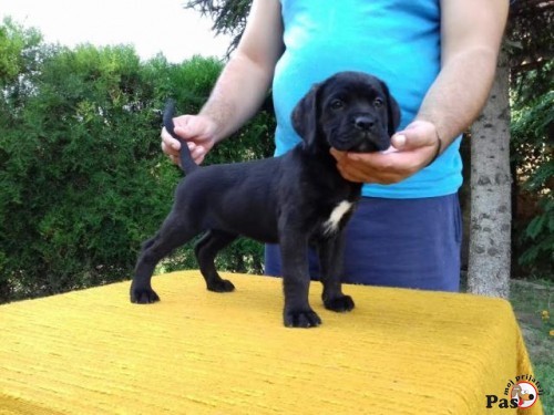 Cane Corso