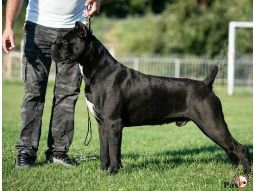 Cane Corso