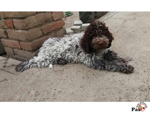 Lagotto romagnolo