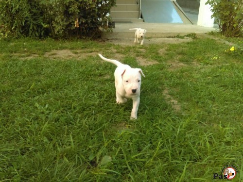 Dogo argentino
