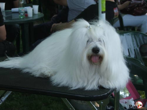 Coton de tulear - Tulearski pas