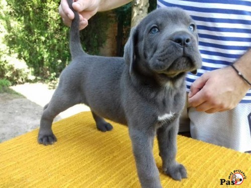 Cane Corso