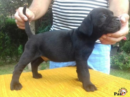 Cane Corso