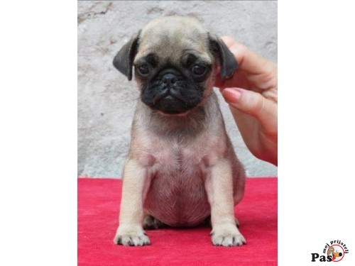 Mops
