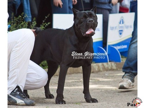 Cane Corso