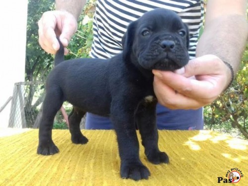 Cane Corso