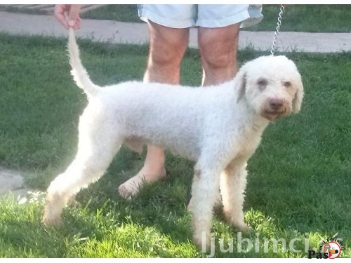 Lagotto romagnolo