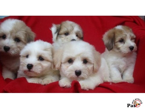 Coton de tulear - Tulearski pas