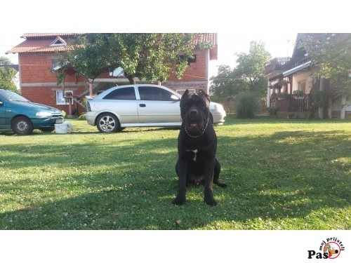 Cane Corso