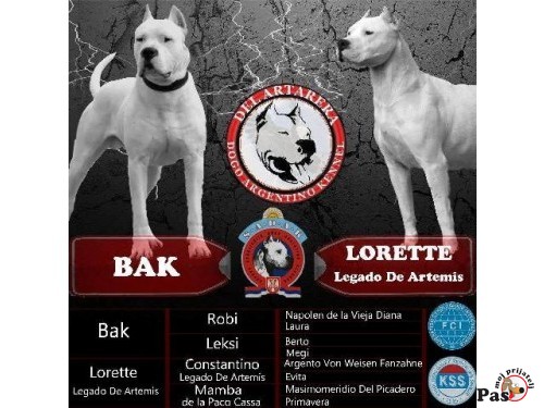 Dogo argentino