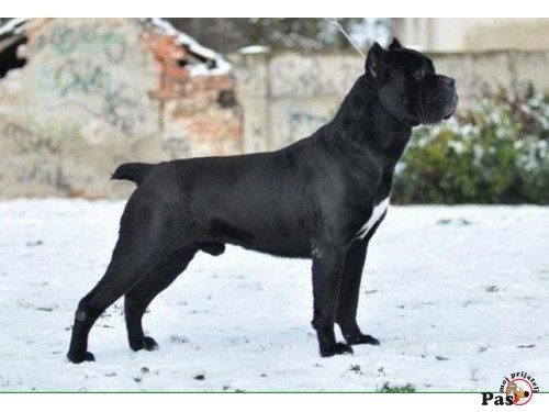 Cane Corso