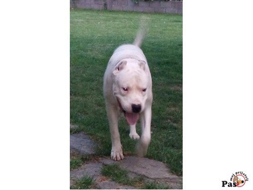 Dogo argentino