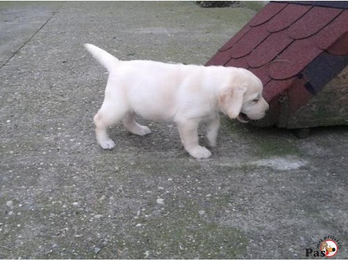 LABRADOR RETRIVER