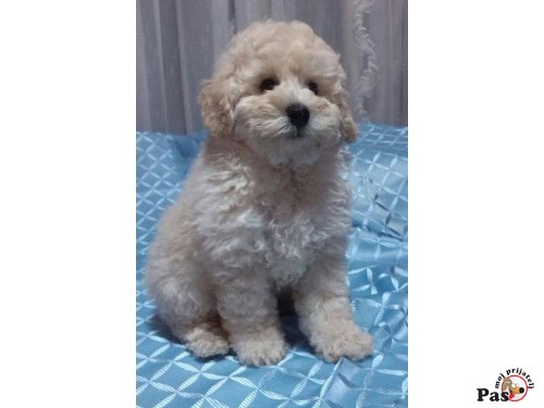 PUDLE