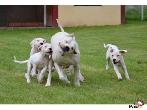 Dogo argentino