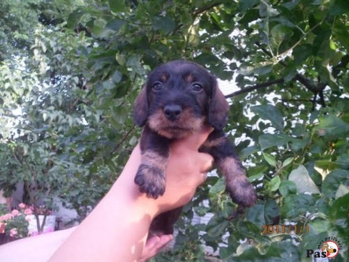 Jazavičar oštrodlaki - Dachshund