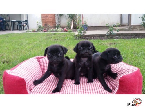 MOPS