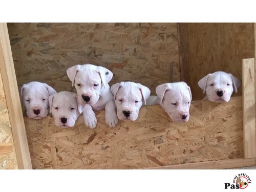 Dogo argentino