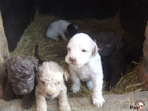 Lagotto romagnolo