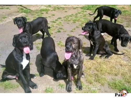 Cane Corso