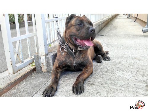 Presa de canario