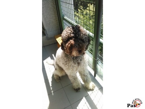Lagotto romagnolo