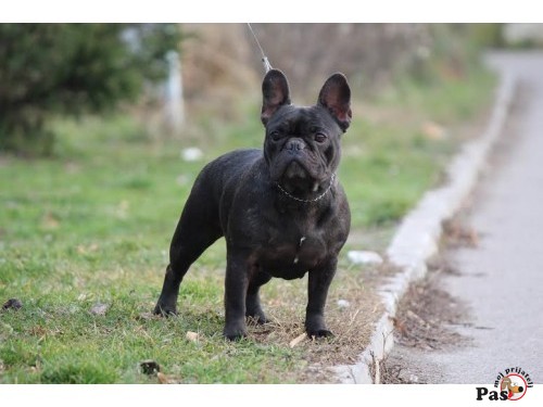 FRANCUSKI BULDOG