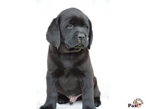 Labrador retriver